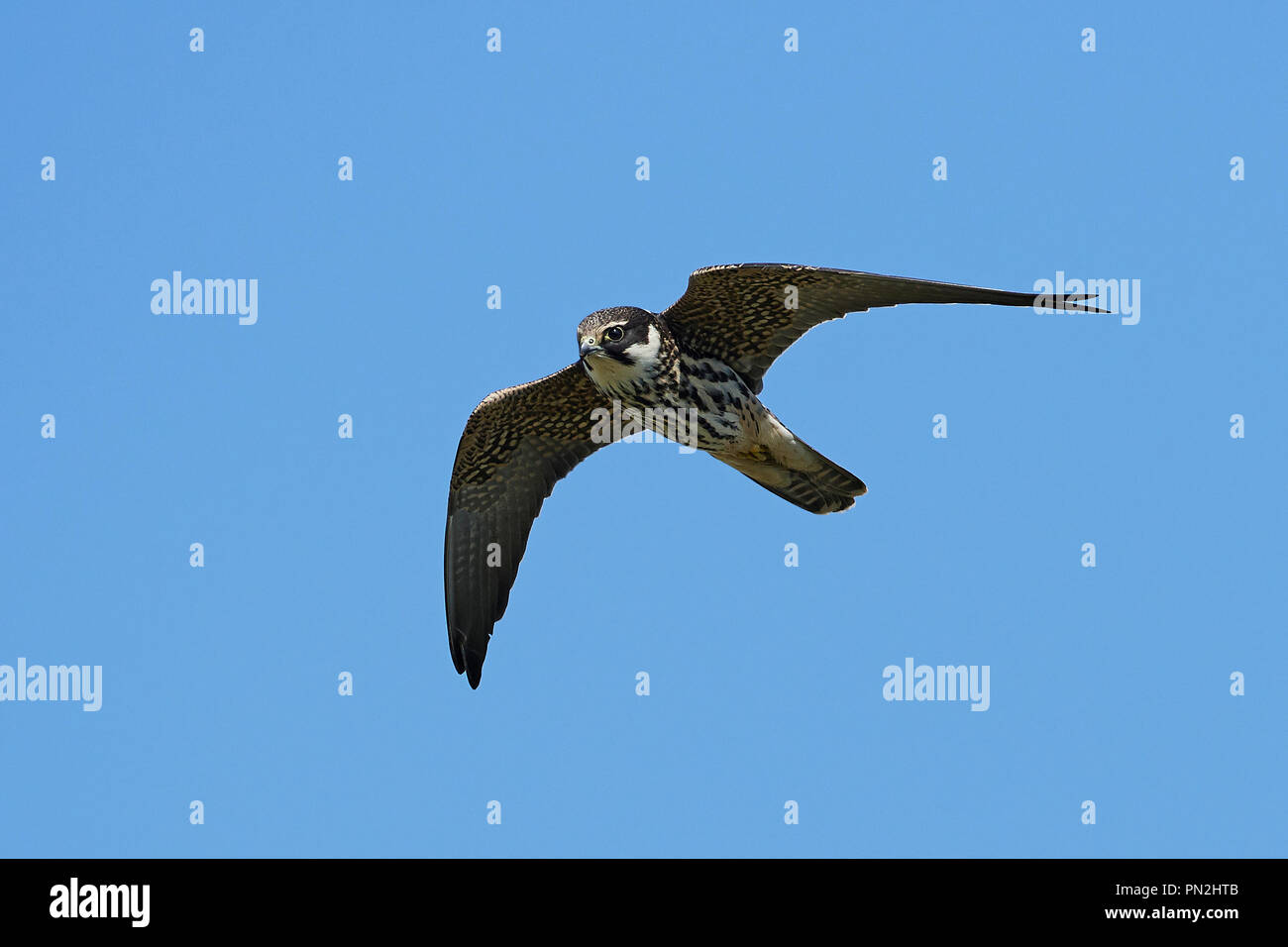 Eurasian hobby in flight with blue skies in the background Stock Photo ...