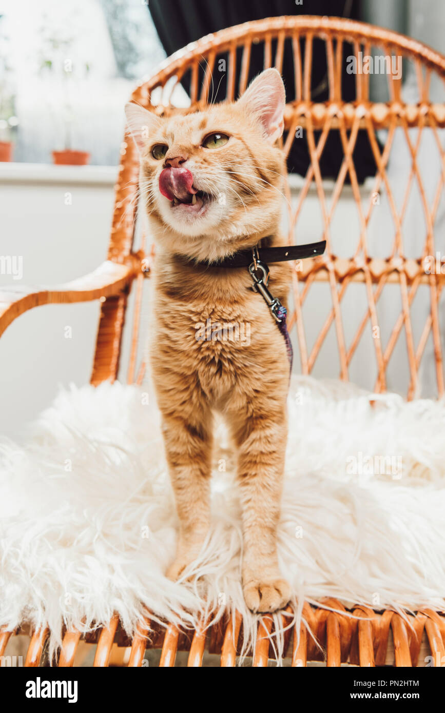 cute red cat standing on rocking chair and licking muzzle Stock Photo ...
