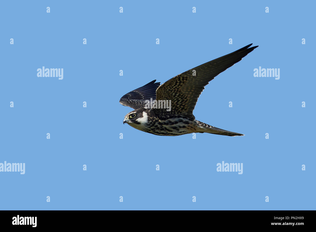 Eurasian hobby in flight with blue skies in the background Stock Photo ...