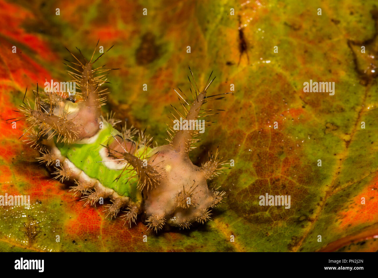 Saddleback Caterpillar (Acharia stimulea Stock Photo - Alamy