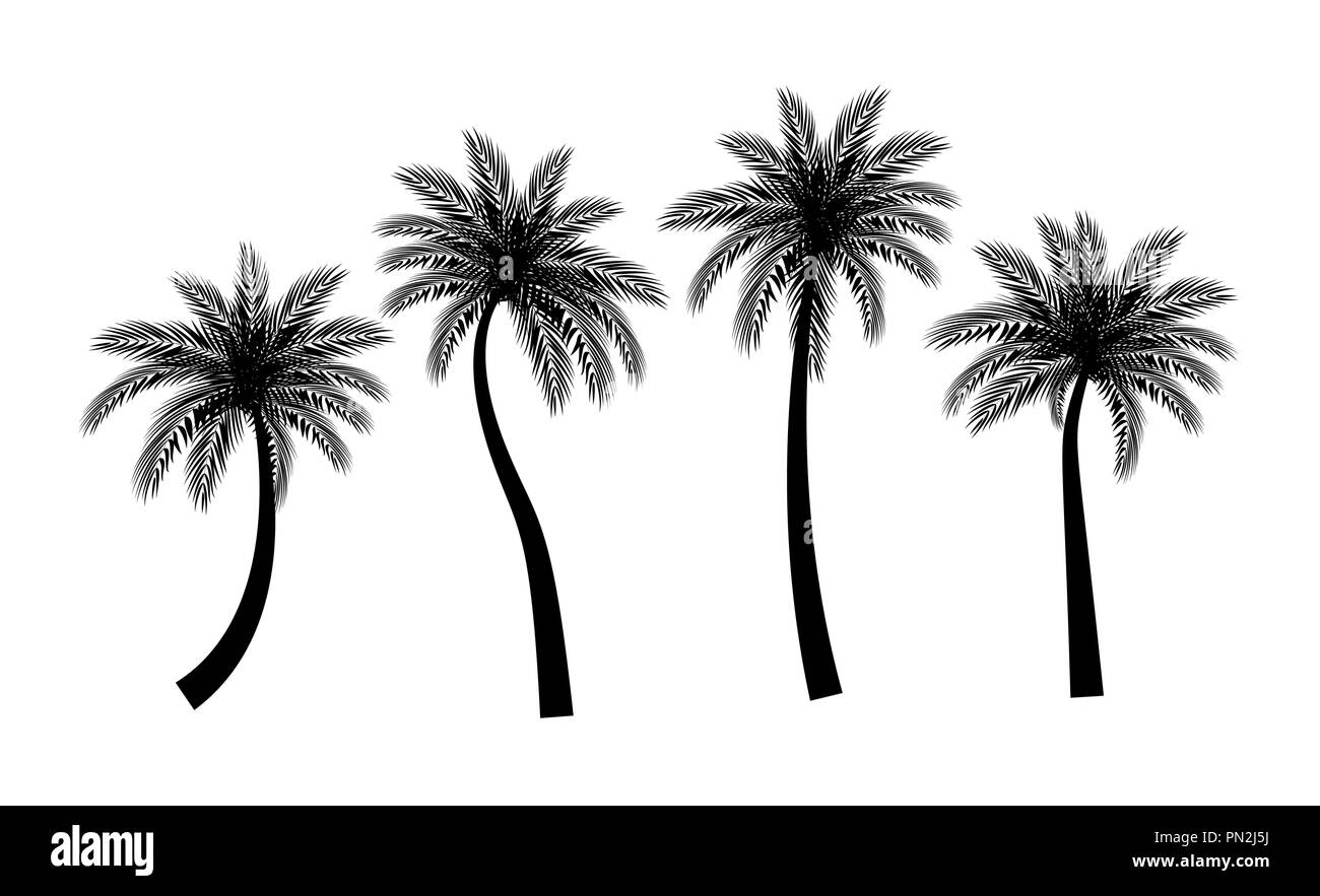 Palm Tree Vector Illustrator