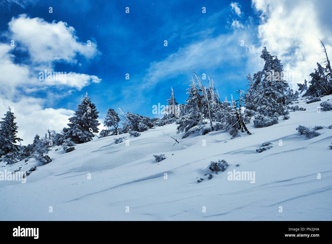 Snow-covered spruce trees during winter in the Giant Mountains in ...