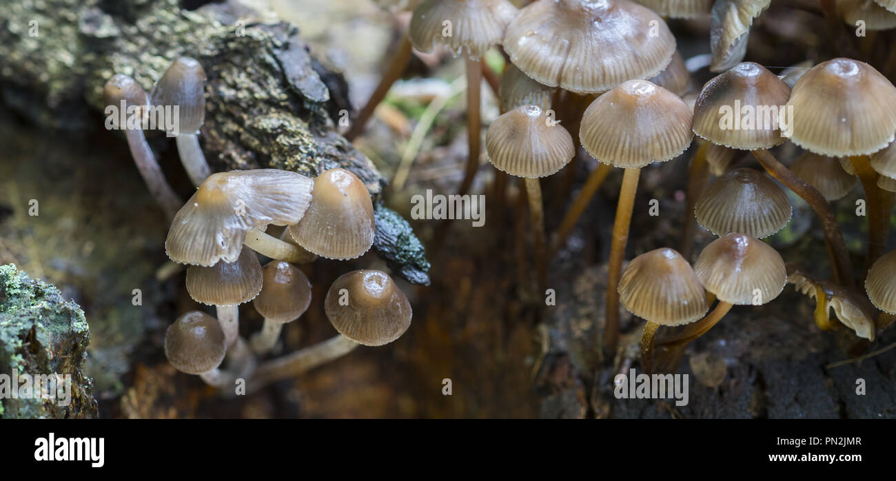 Mycena is a large genus of small saprotrophic mushrooms Stock Photo - Alamy