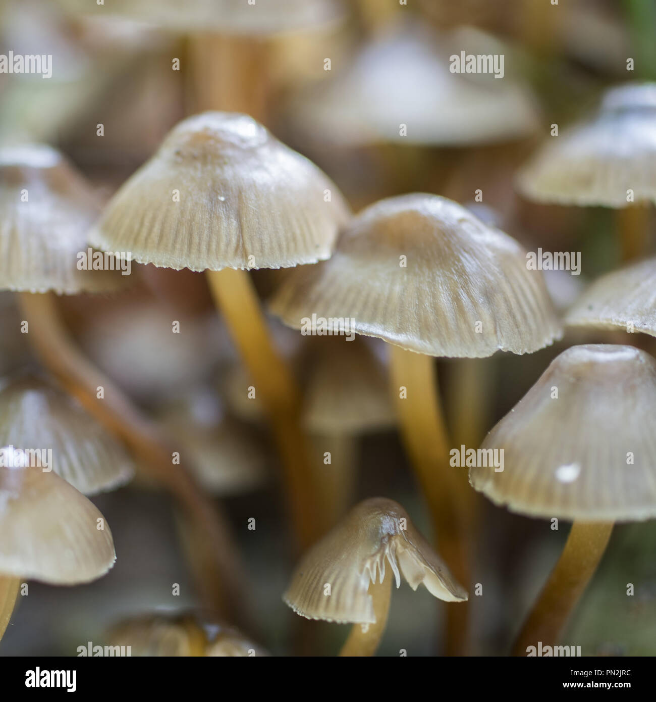 Mycena is a large genus of small saprotrophic mushrooms Stock Photo - Alamy