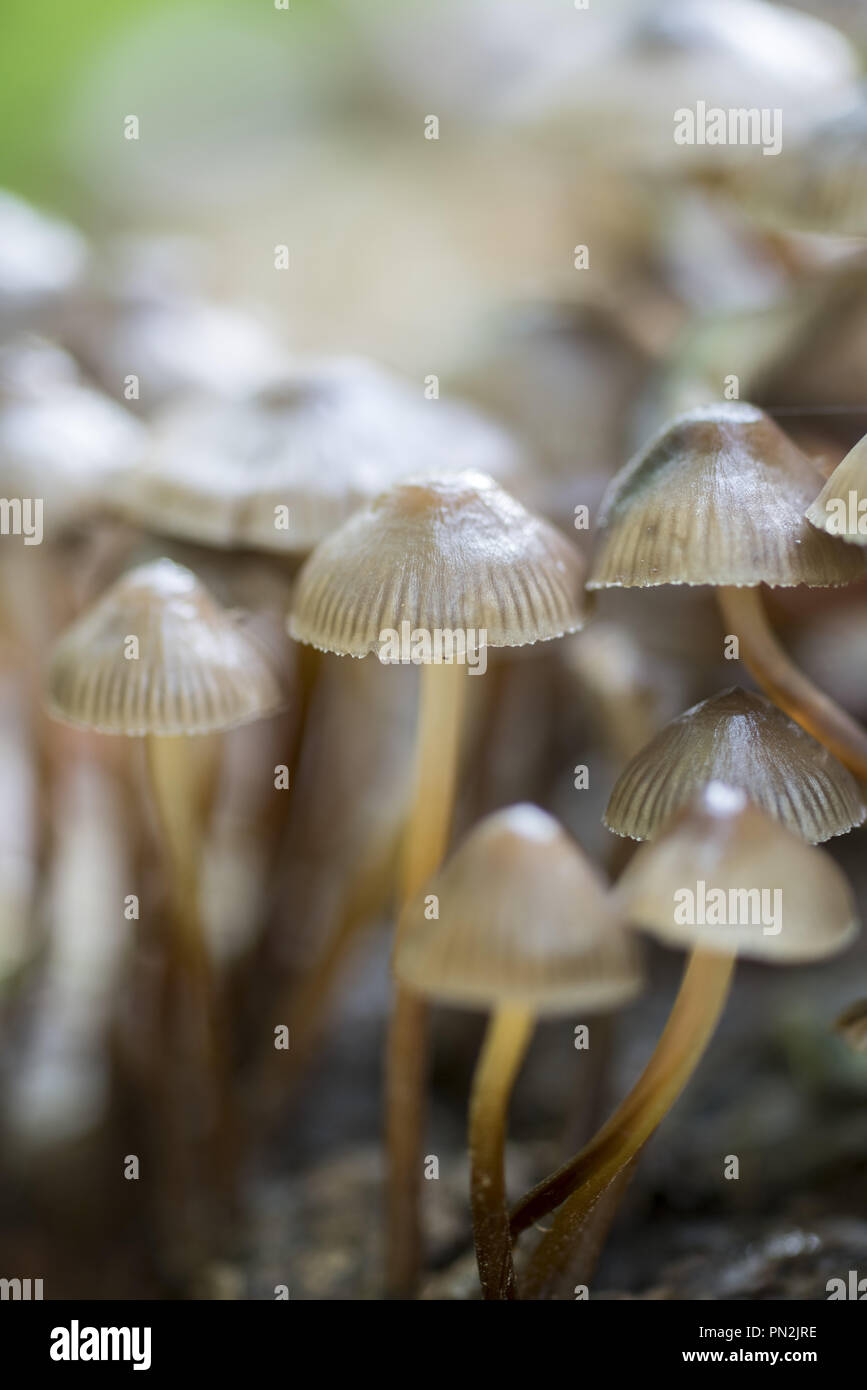 Mycena is a large genus of small saprotrophic mushrooms Stock Photo - Alamy