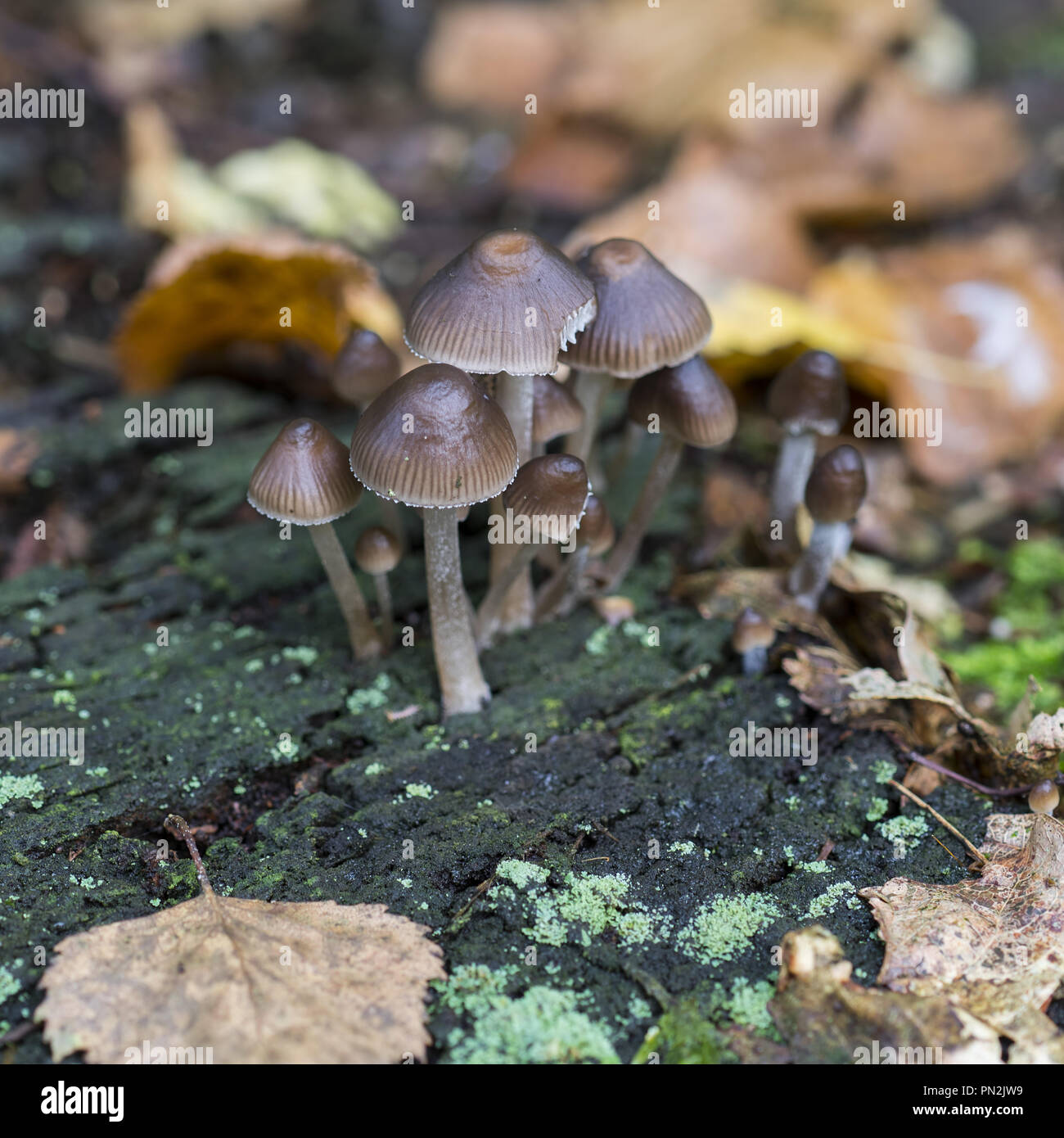 Saprotrophic Fungus High Resolution Stock Photography and Images - Alamy