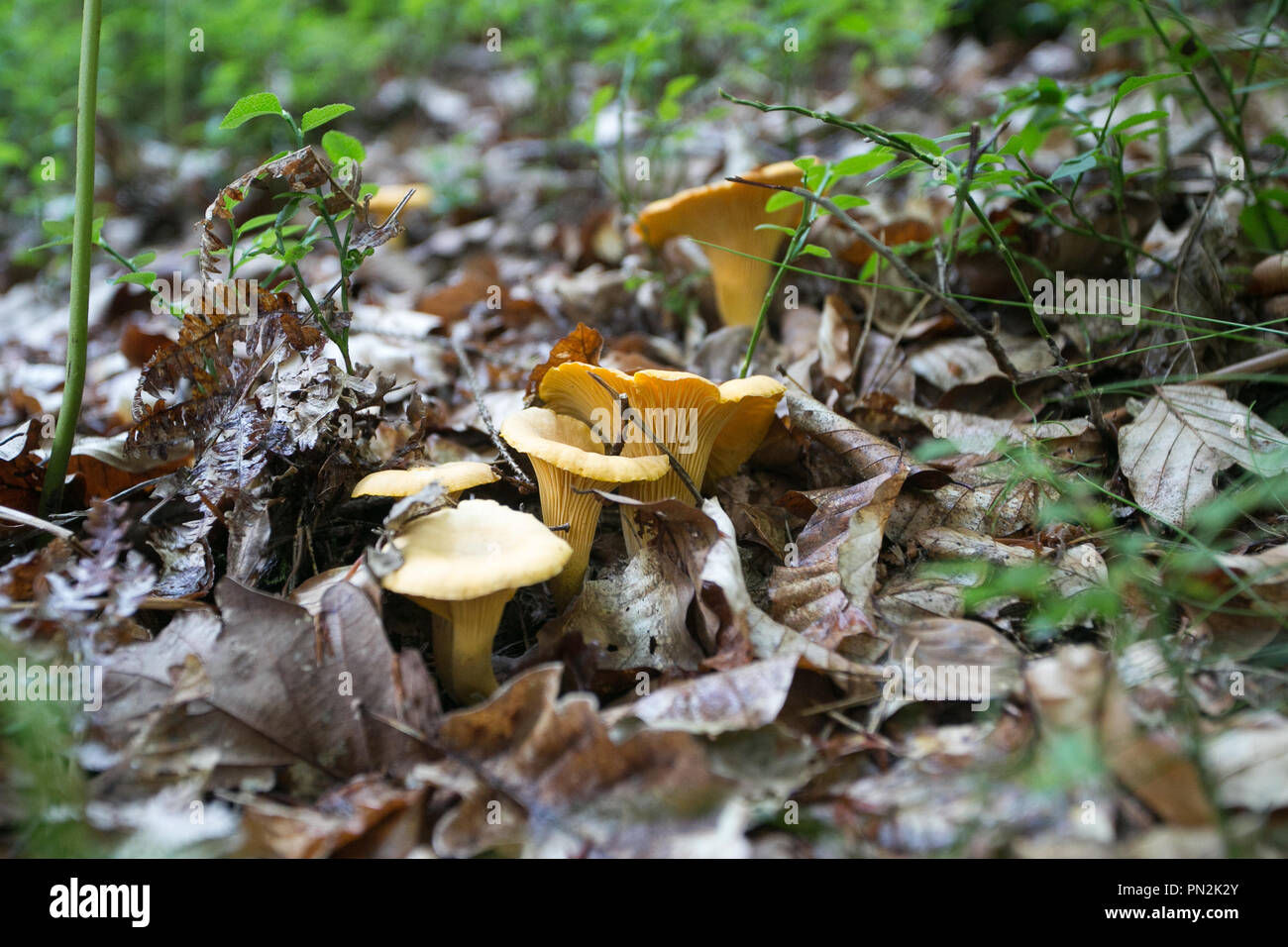 fresh young mushrooms in the summer forest Stock Photo - Alamy