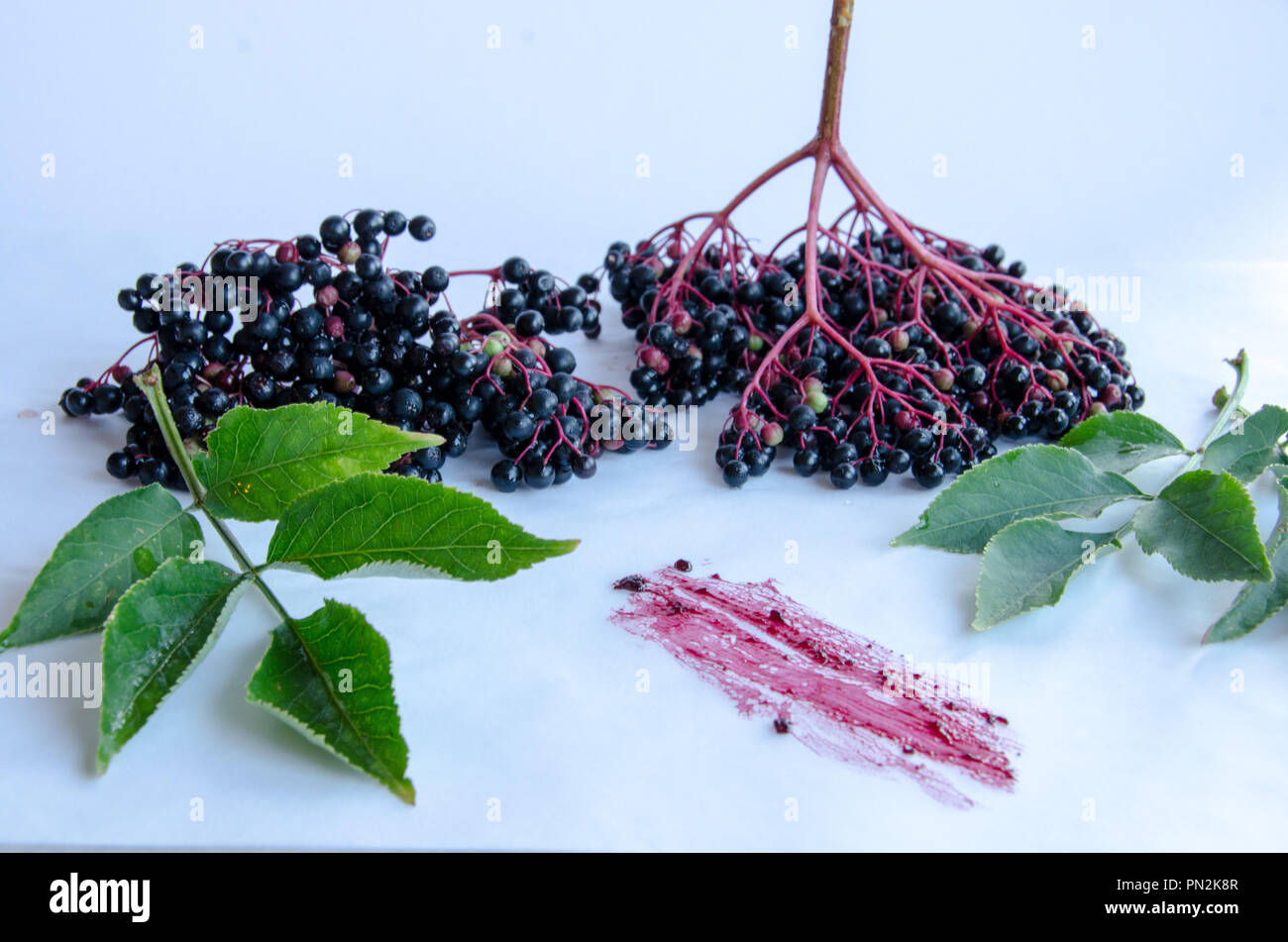 Elderberry branches and leaves on white background Stock Photo - Alamy