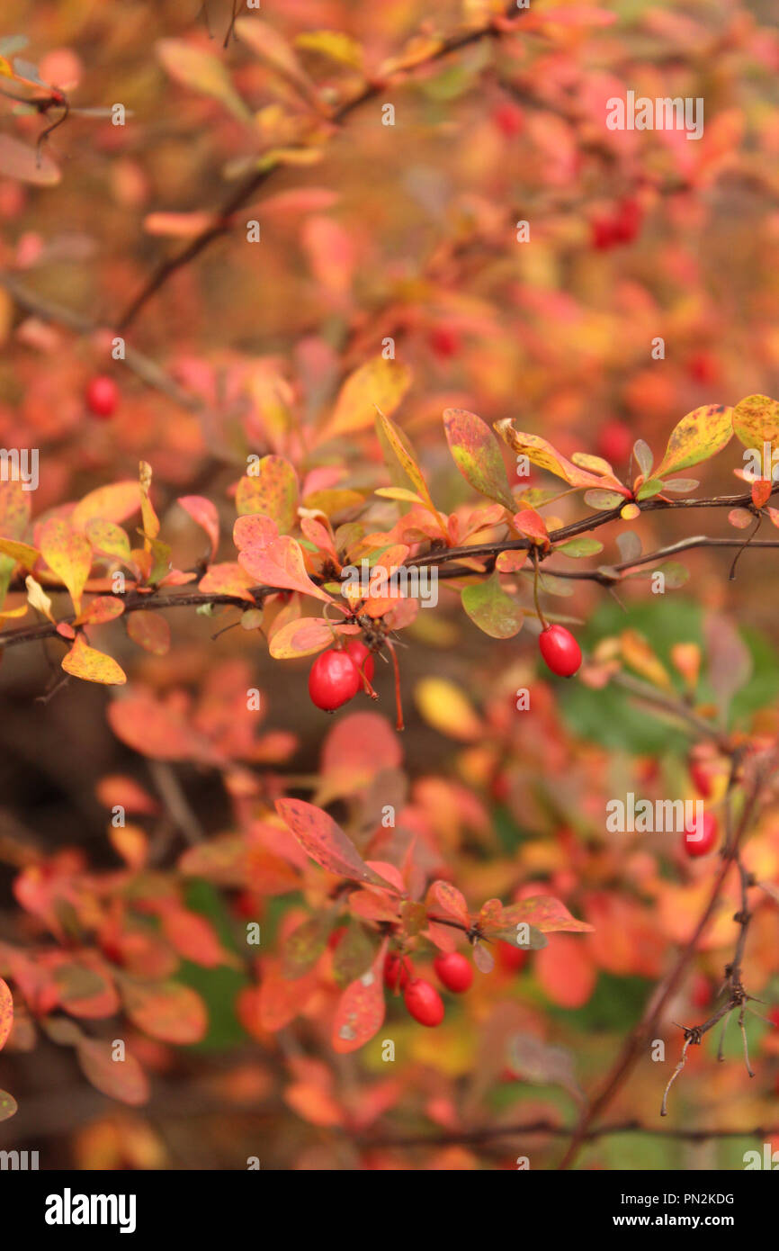 Close up of small red berries on the branch of a shrub with fall ...