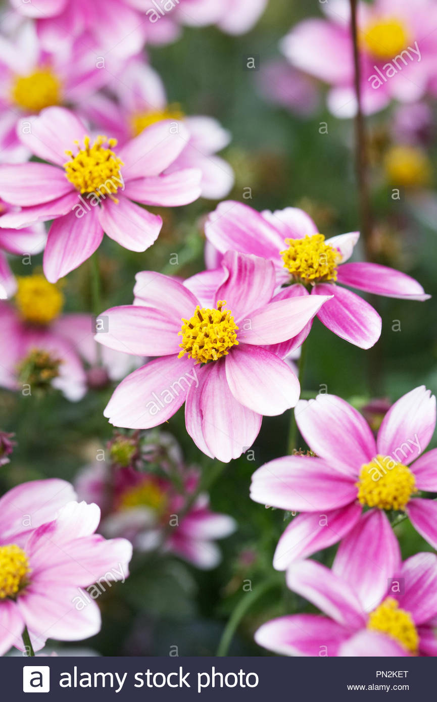 Bidens Flower Stock Photos & Bidens Flower Stock Images - Alamy