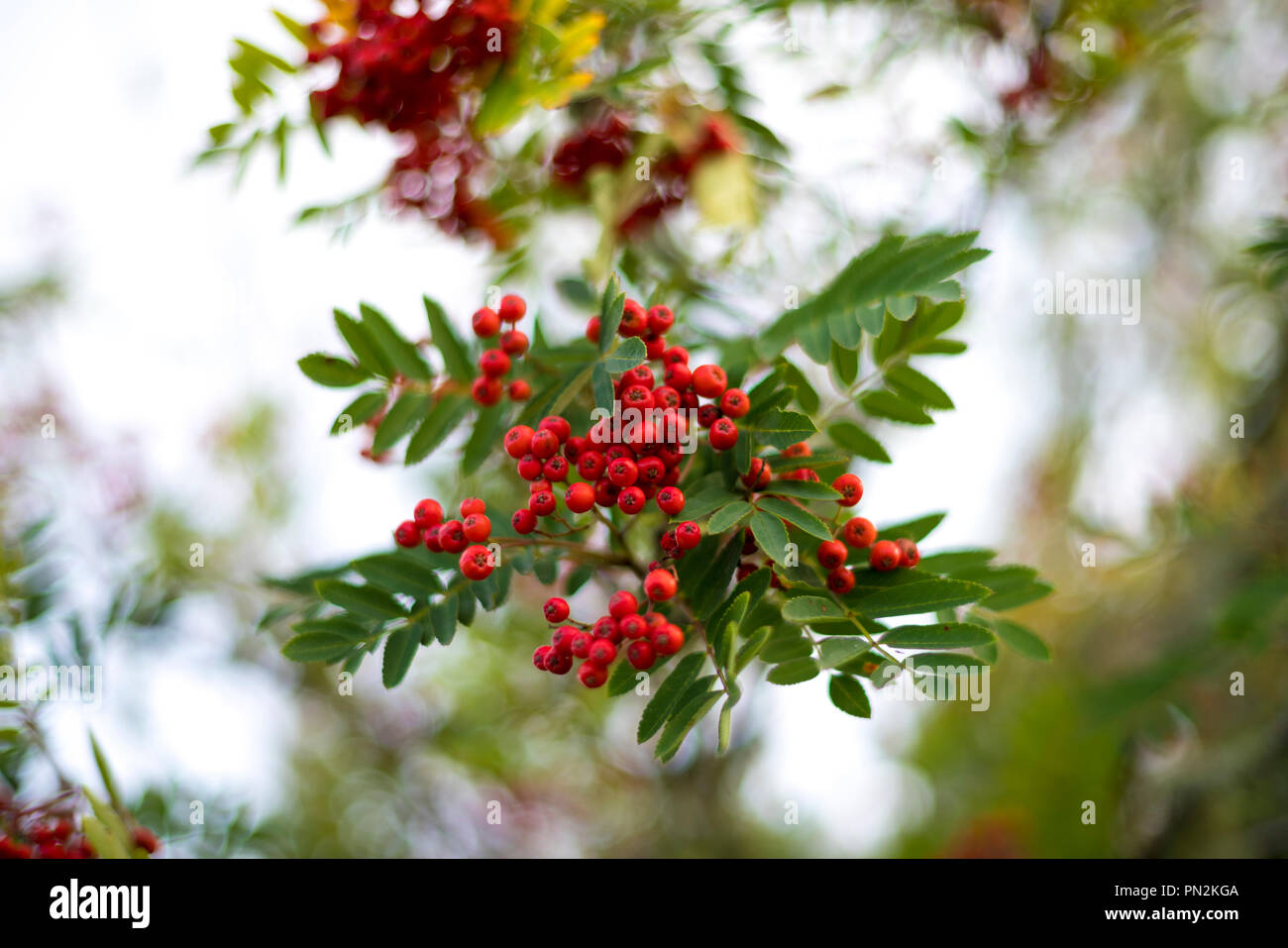 Rowan tree scotland hi-res stock photography and images - Alamy