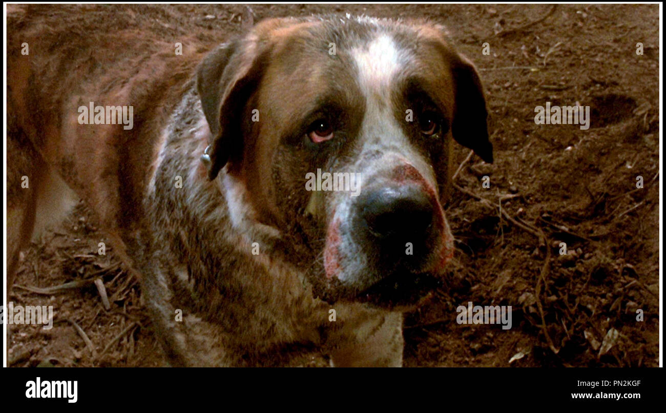 Cujo Movie Stock Photos & Cujo Movie Stock Images - Alamy