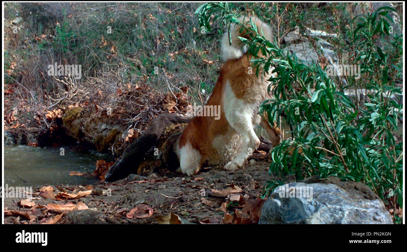 Cujo Stock Photos & Cujo Stock Images - Alamy