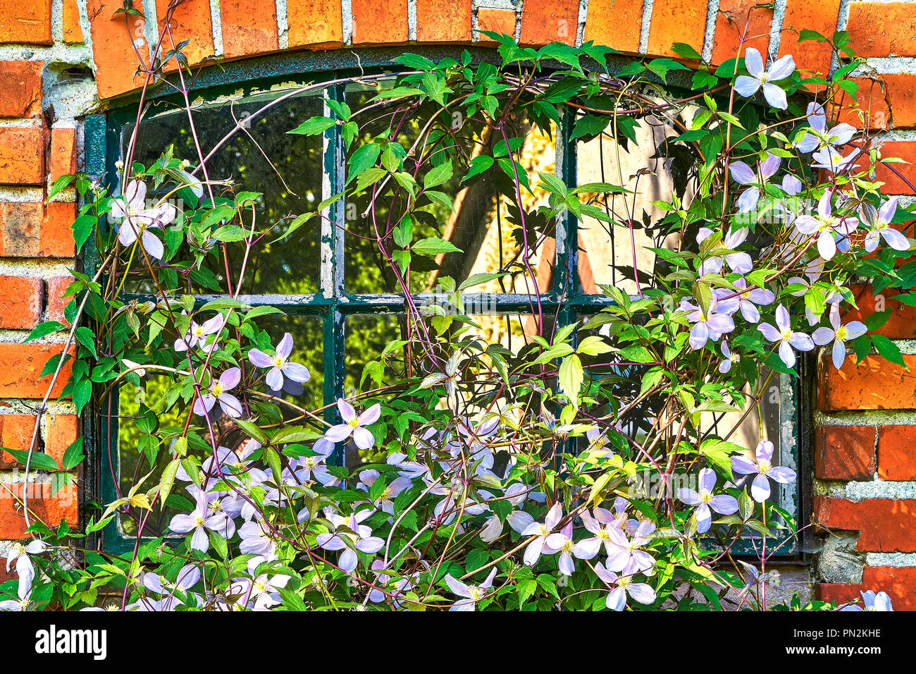 An old building covered with plants- clematis, window Stock Photo - Alamy