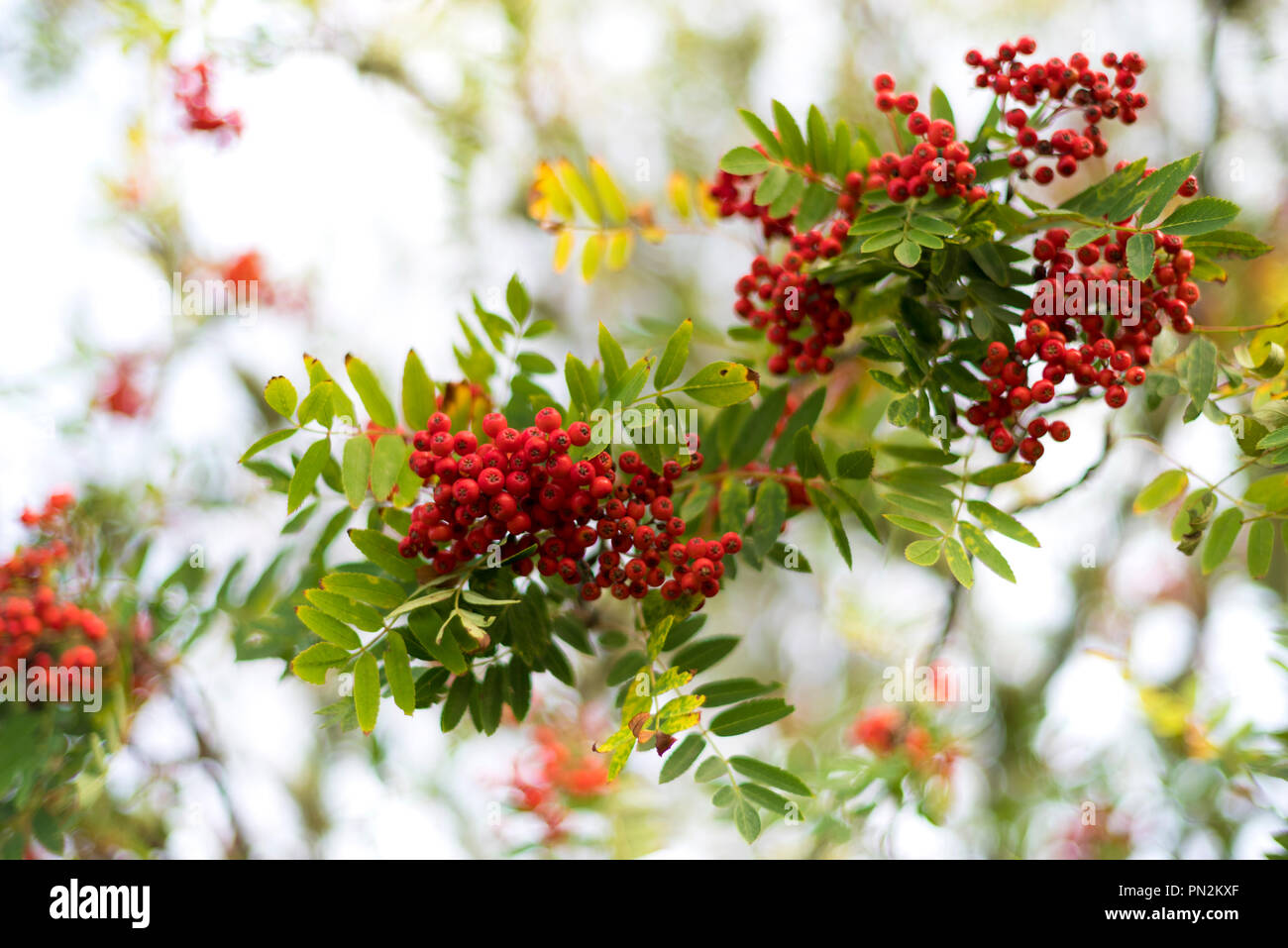 Scottish berries hi-res stock photography and images - Alamy