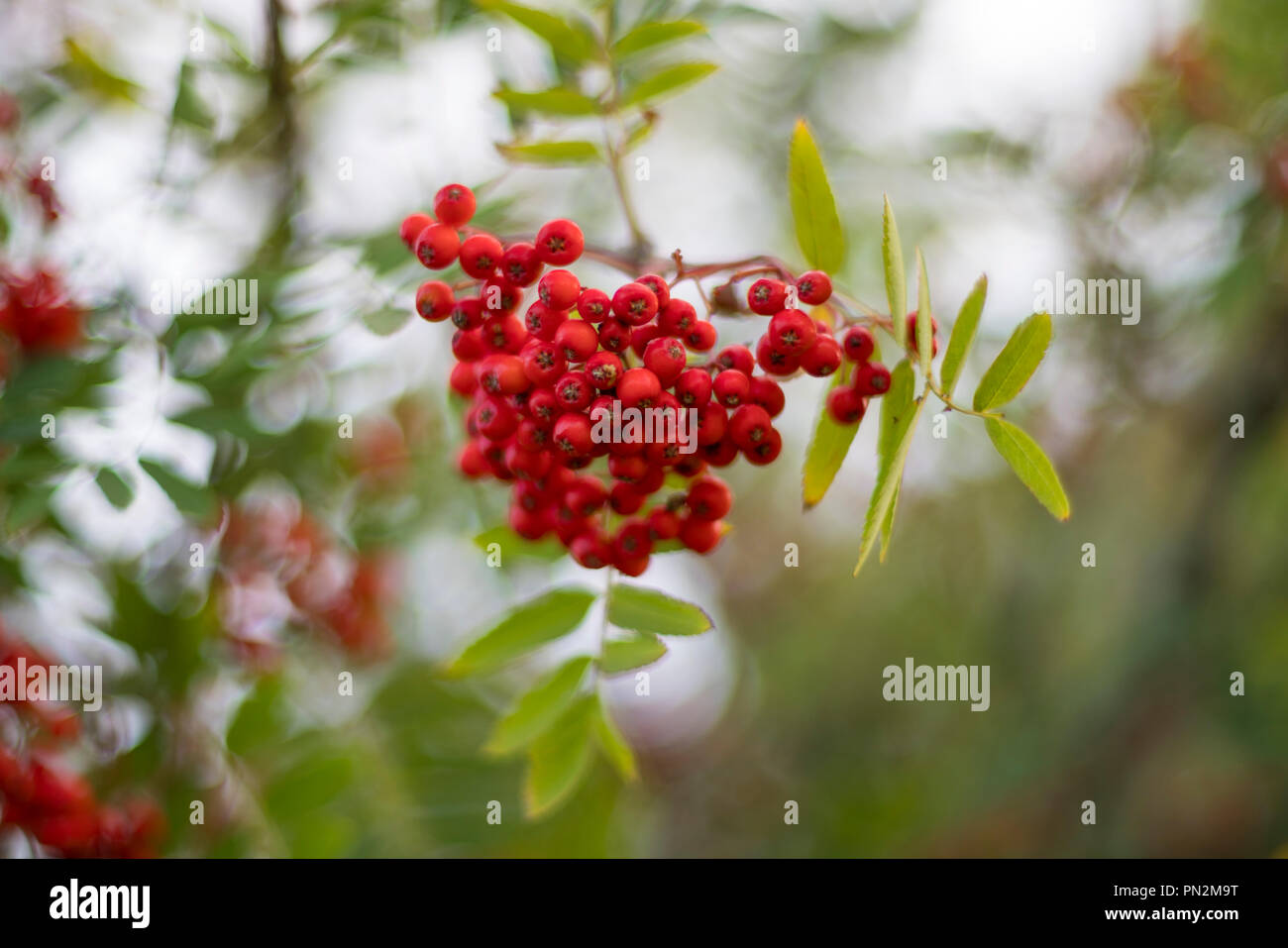 Scottish Native Red Rowan Berries on a tree in warm golden sun Stock ...
