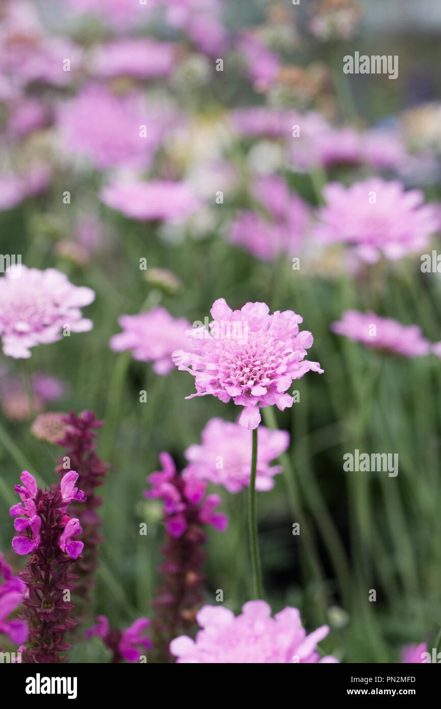 Scabiosa columbaria flutter rose pink hi-res stock photography and ...