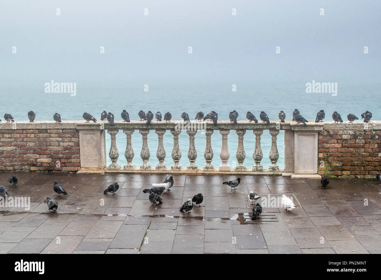 Group of doves hi-res stock photography and images - Alamy