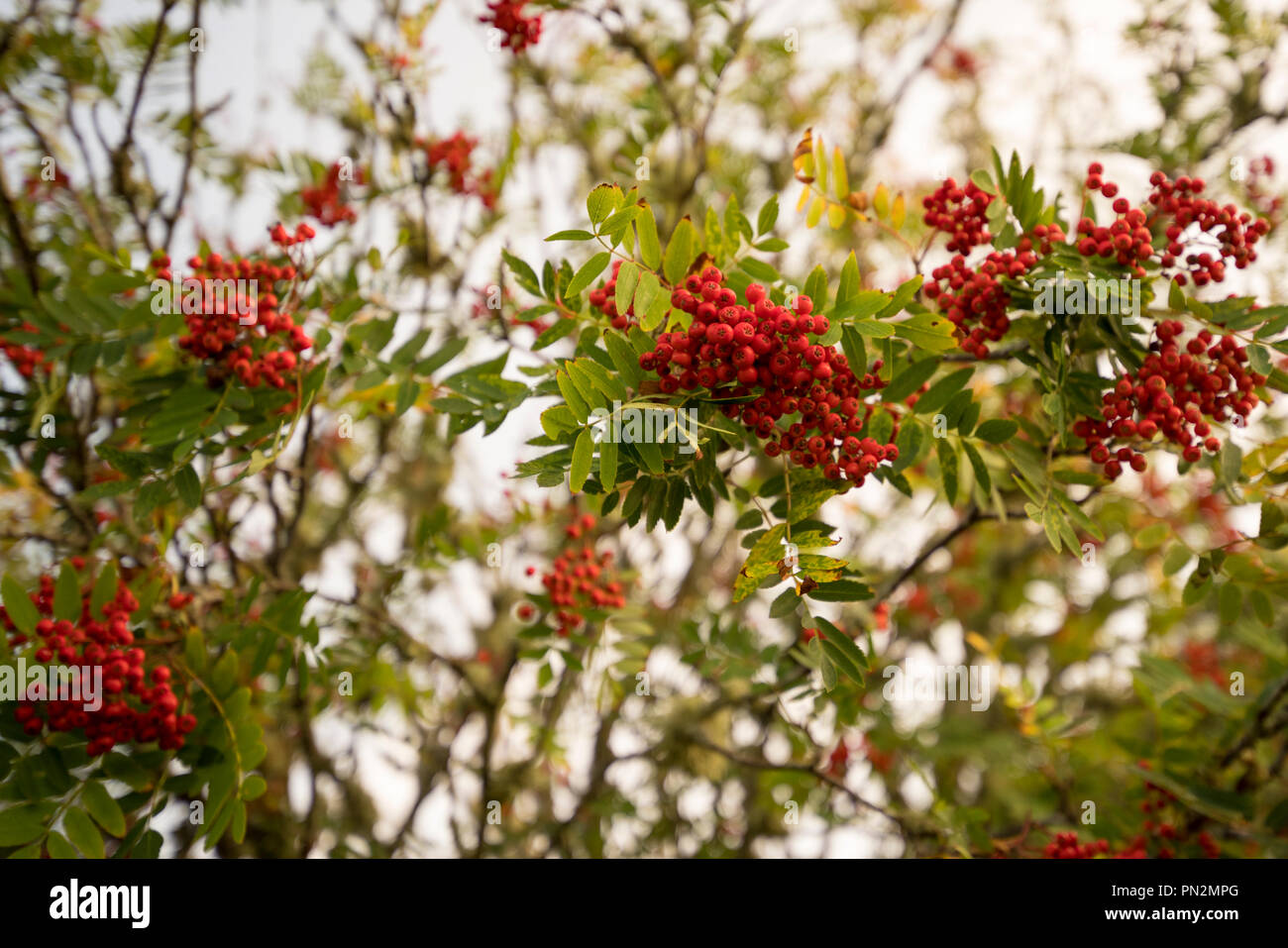 Scottish native tree hi-res stock photography and images - Alamy