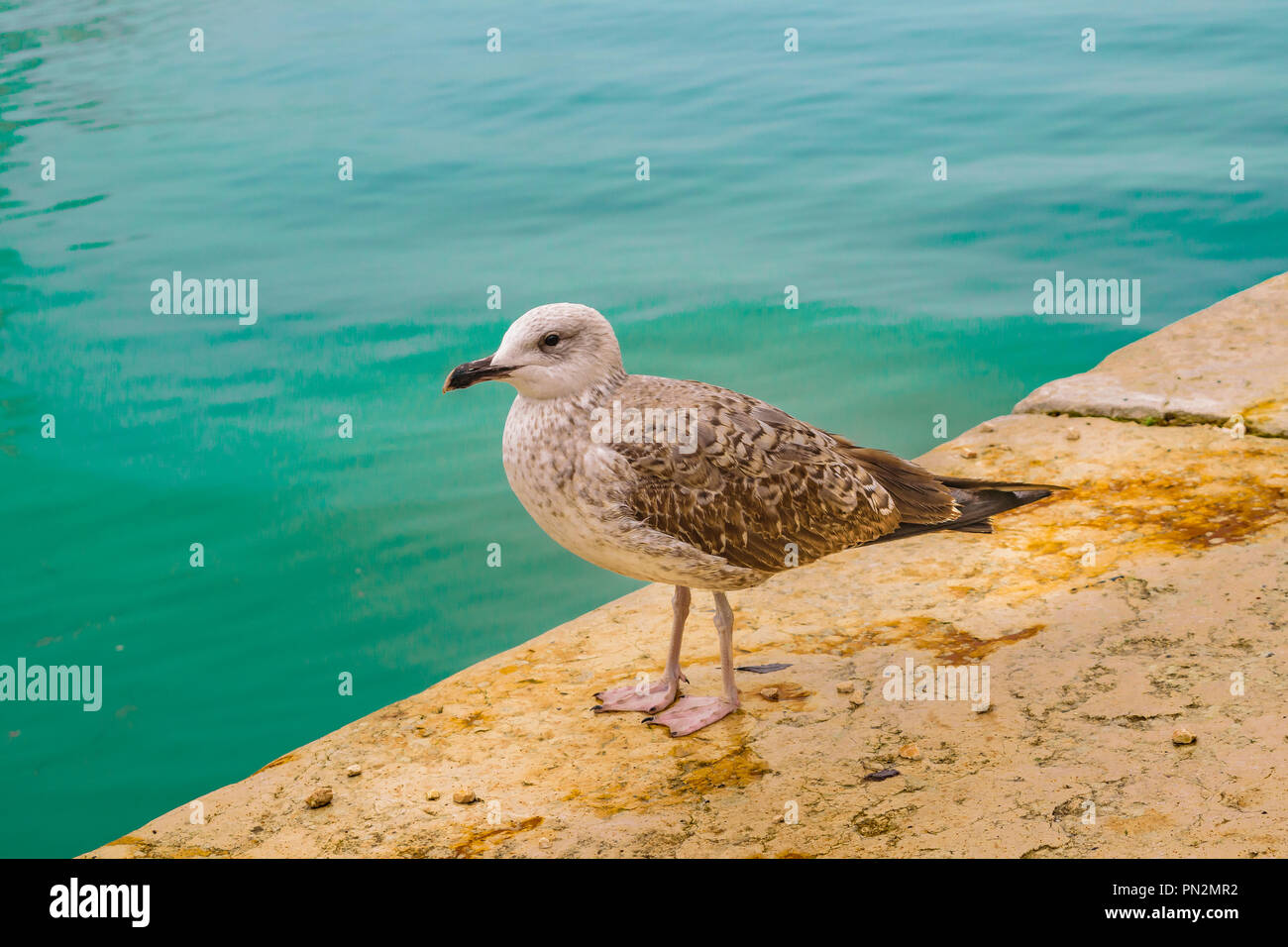 Grey bird standing at border of lake in Venice city, Italy Stock Photo ...