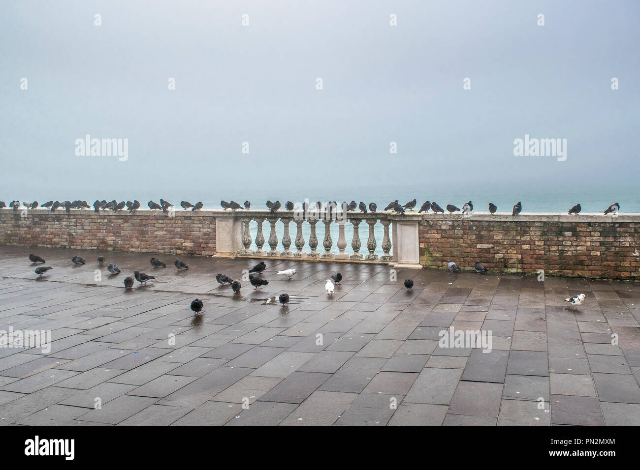 Group of doves hi-res stock photography and images - Alamy