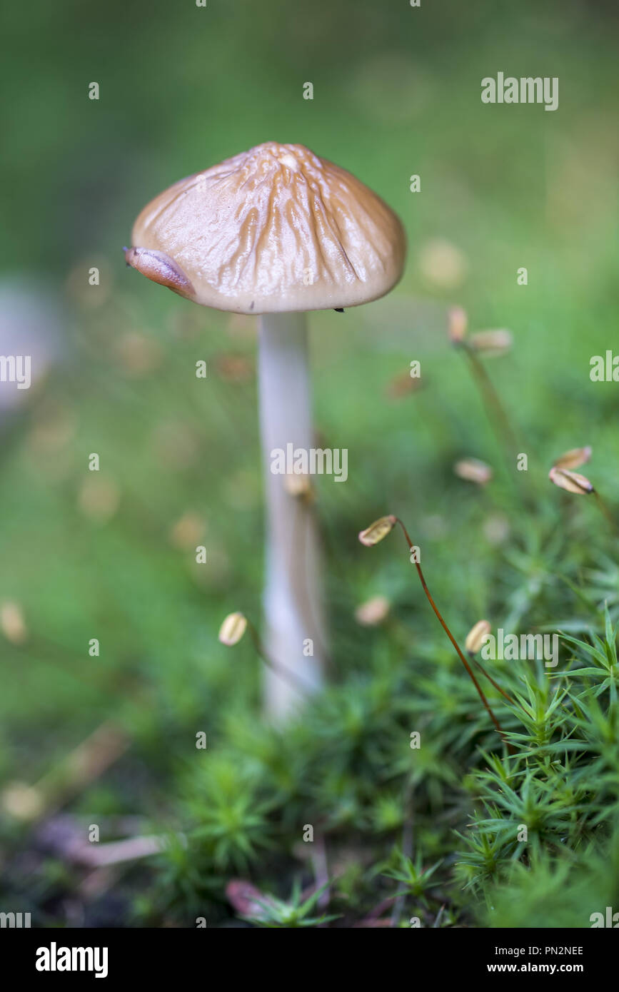Xerula radicata, commonly known as the deep root mushroom or the ...