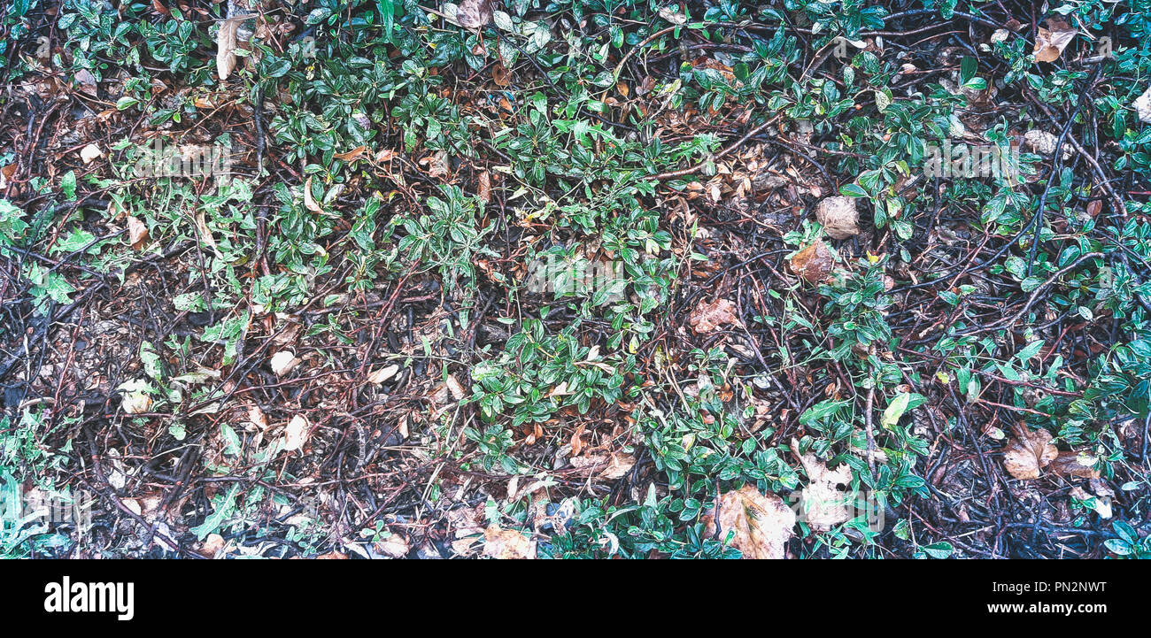 green grass on wet ground after rain Stock Photo - Alamy