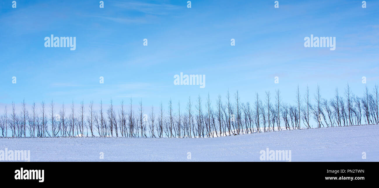 Graphic image of bare birch trees in curving snowy landscape in Iceland ...