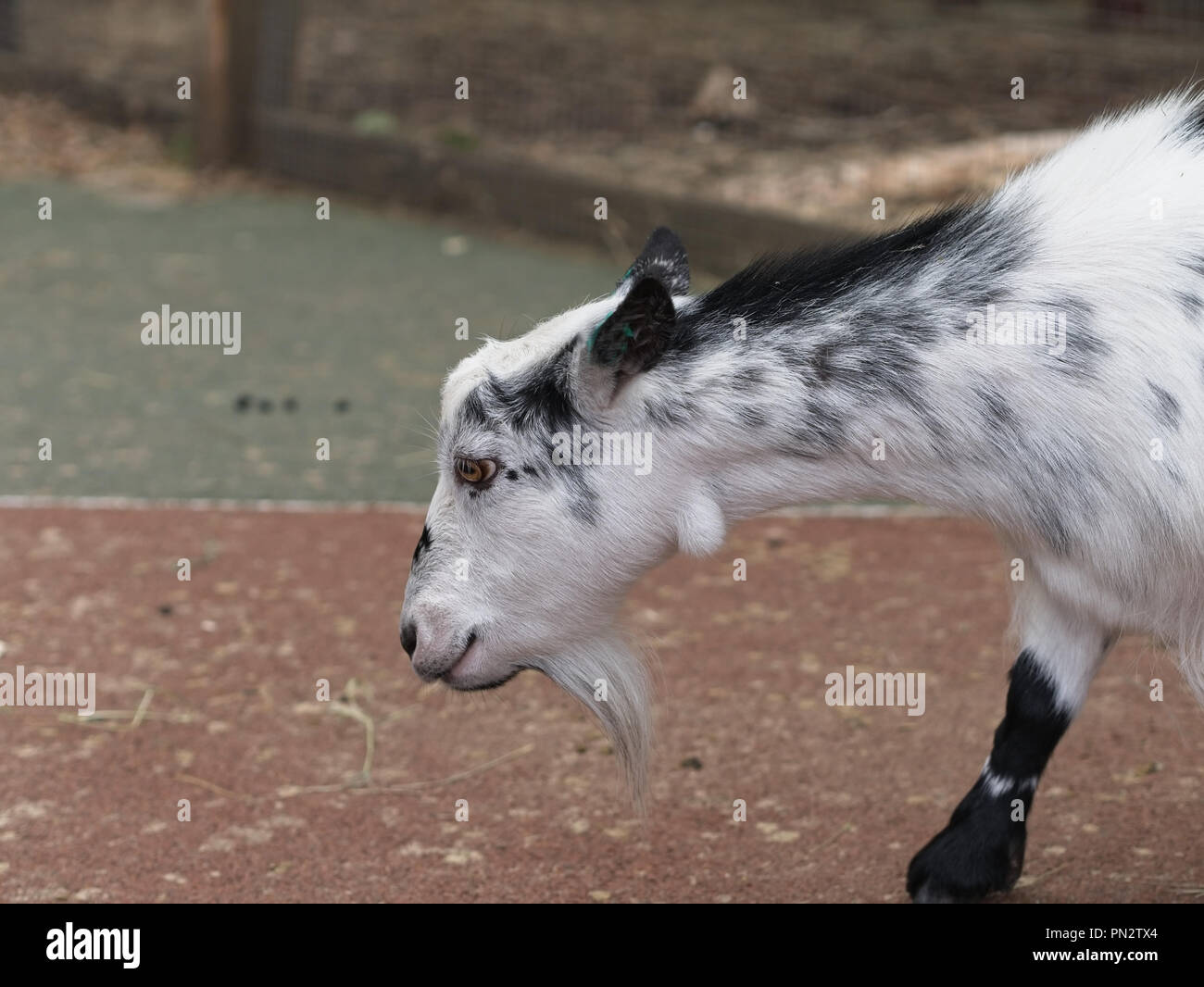 White goatee hi-res stock photography and images - Alamy