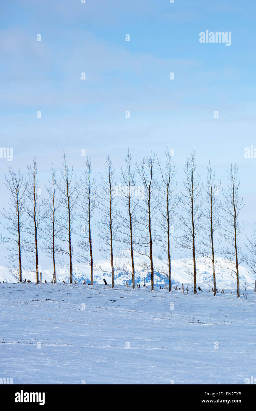 Graphic image of bare birch trees in curving snowy landscape in Iceland ...