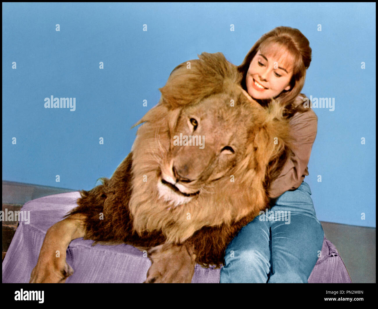 Lion Metro Goldwyn Mayer Stock Photos & Lion Metro Goldwyn Mayer Stock ...