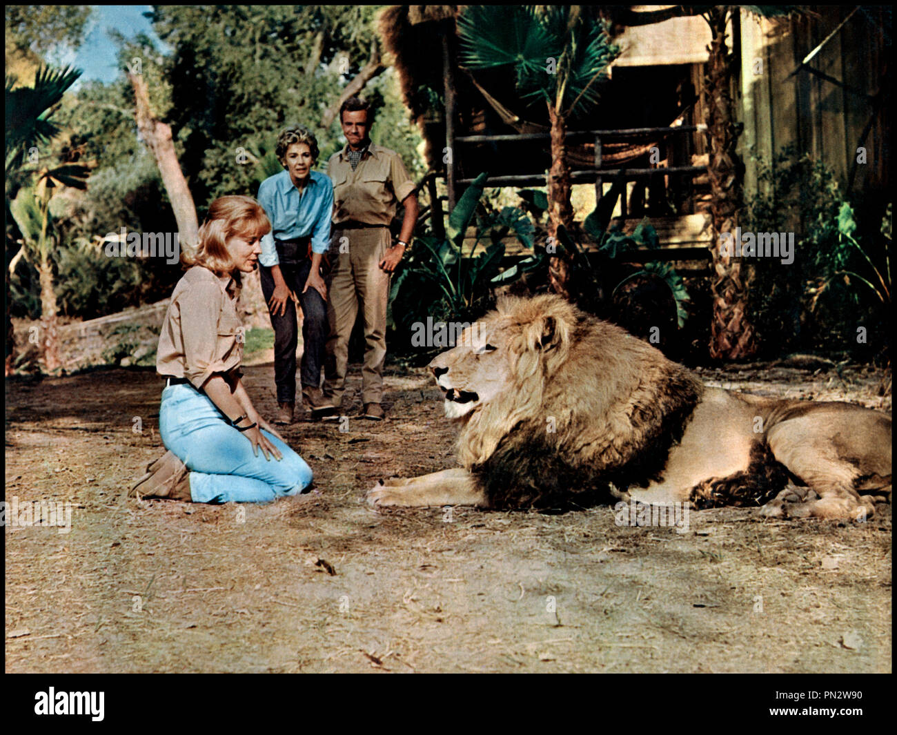 Clarence The Lion Stock Photos & Clarence The Lion Stock Images - Alamy