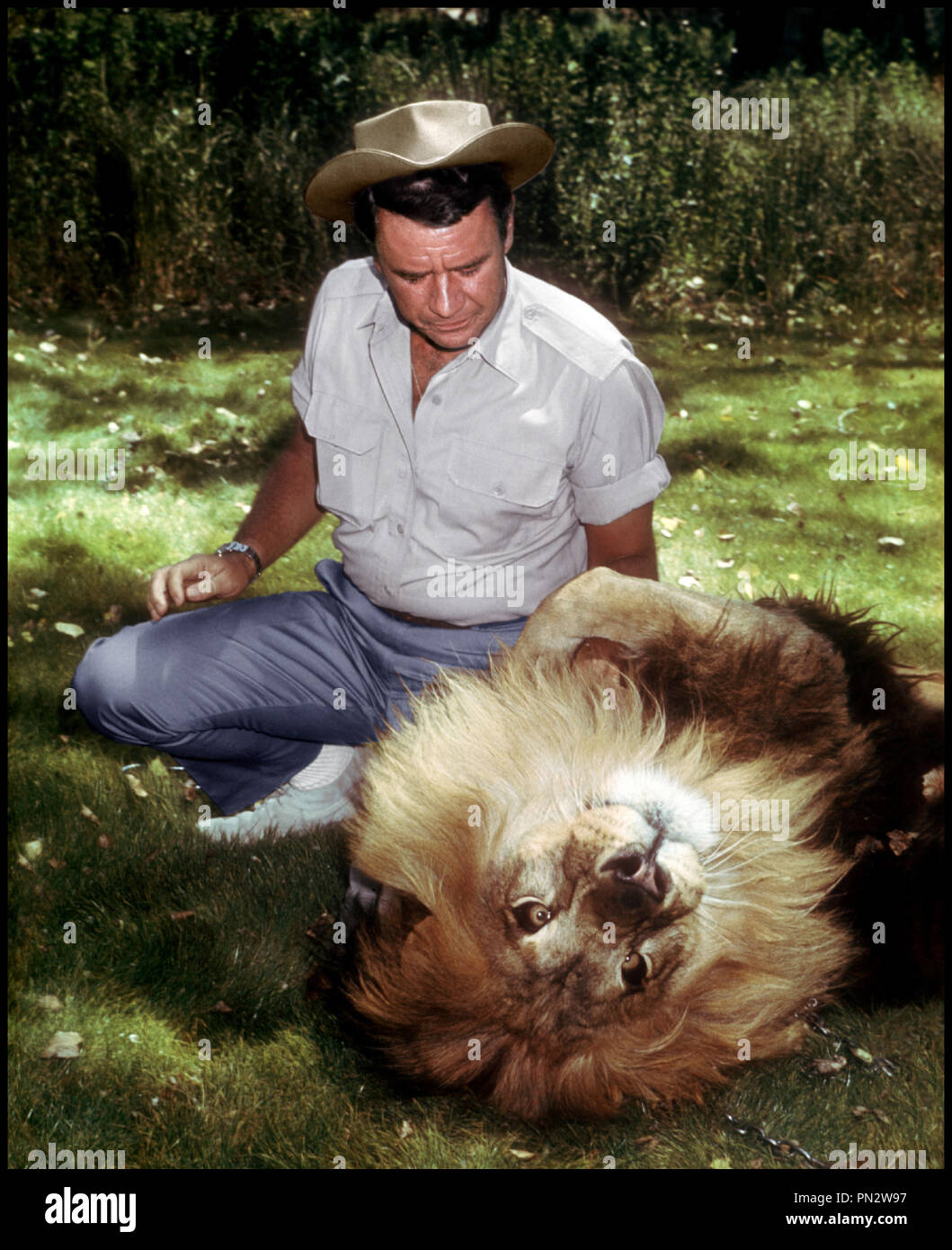 Clarence The Cross Eyed Lion Stock Photos & Clarence The Cross Eyed ...