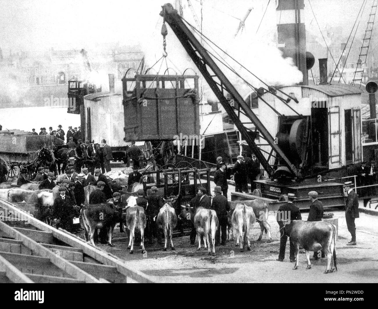 Old cows Black and White Stock Photos & Images - Alamy