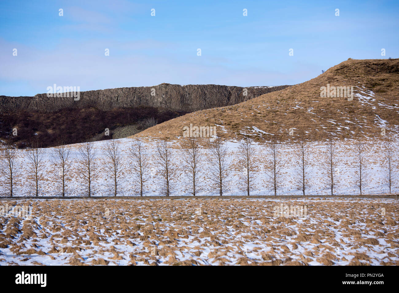 Graphic image of bare birch trees in curving land forms snowy landscape ...