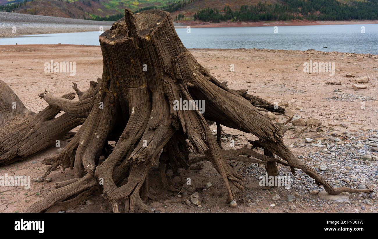 Tree roots water edge hi-res stock photography and images - Alamy