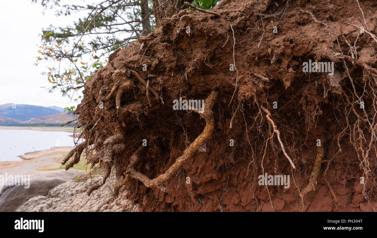 Tree Roots Underground Stock Photos & Tree Roots Underground Stock ...