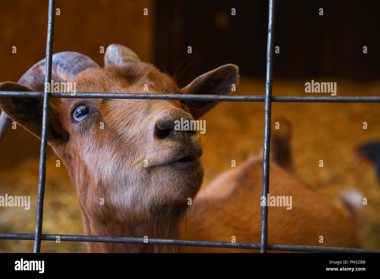 Red male goat looking upwards from behind a fence in a barn pen Stock ...