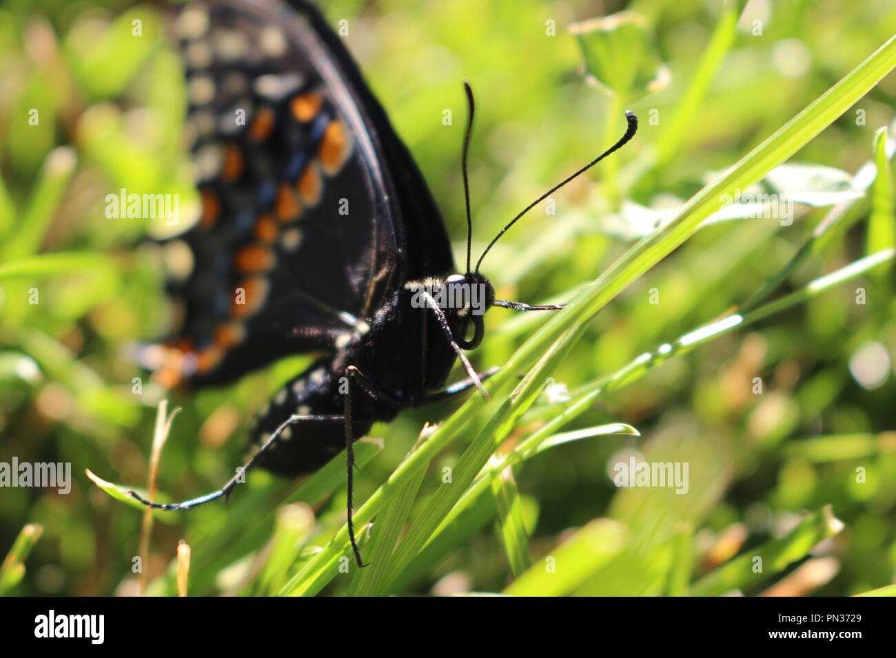 Emerald swallowtail orange hi-res stock photography and images - Alamy