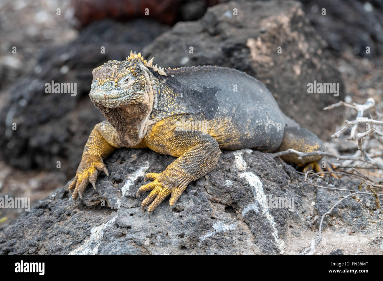 Galapagos land iguana (Conolophus subcristatus Stock Photo - Alamy