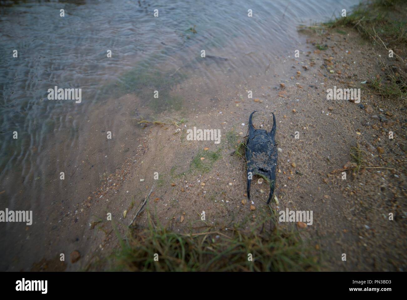 Ray or Shark egg casing on a beach (also called a Mermaid Purse or ...