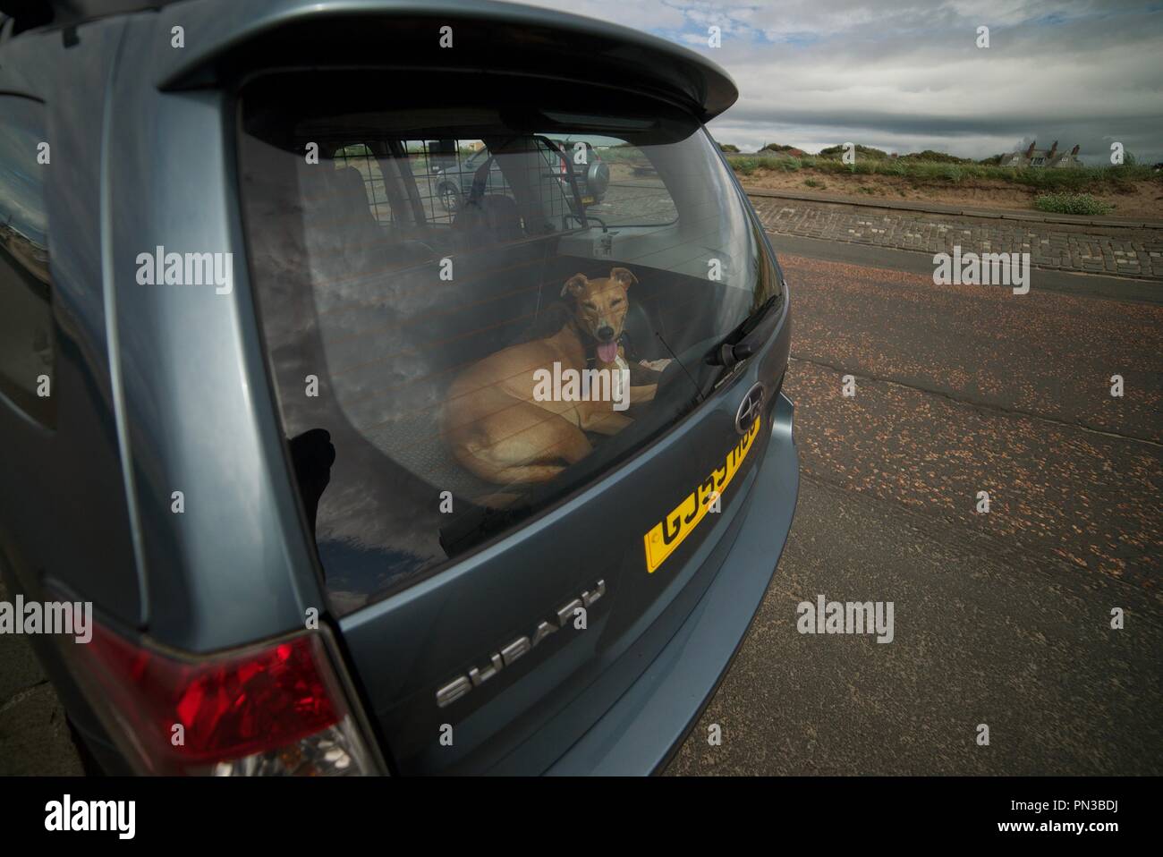 Dog in back of car hi-res stock photography and images - Alamy