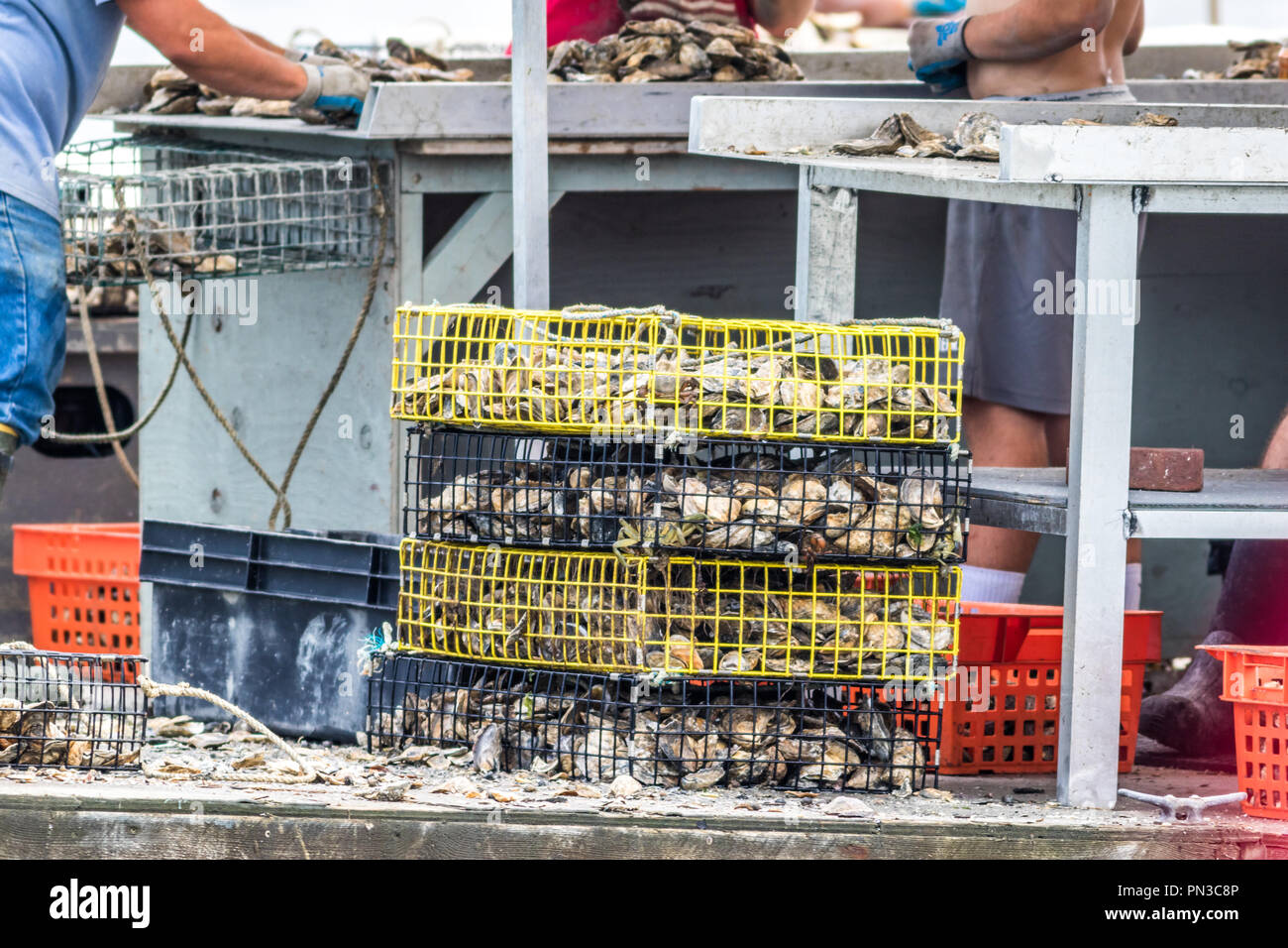 Oyster farming equipment and traps along the Damariscotta River in ...
