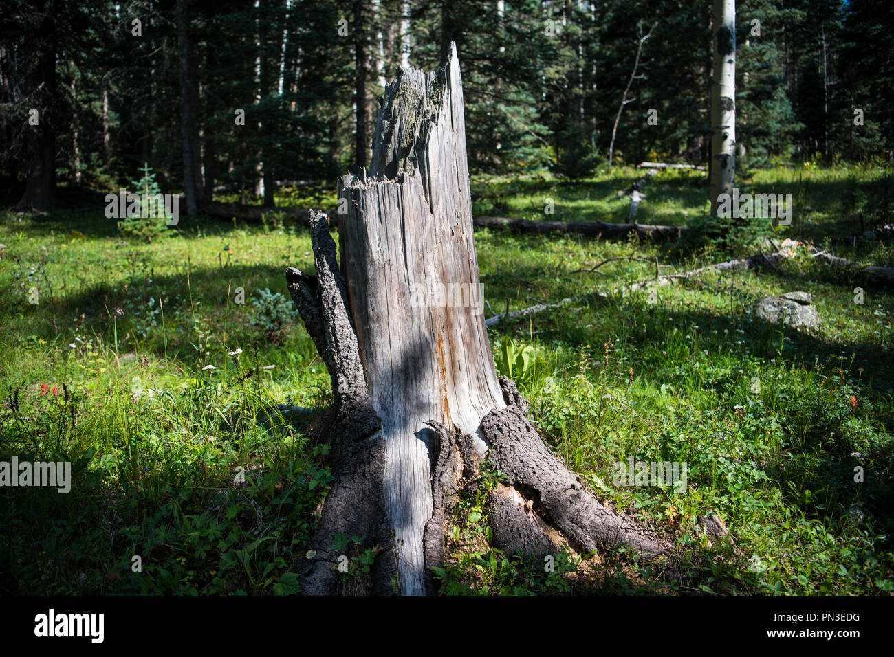 Old, weathered tree stump in a grassy, sun-dappled clearing with scattered wildflowers - Pecos ...