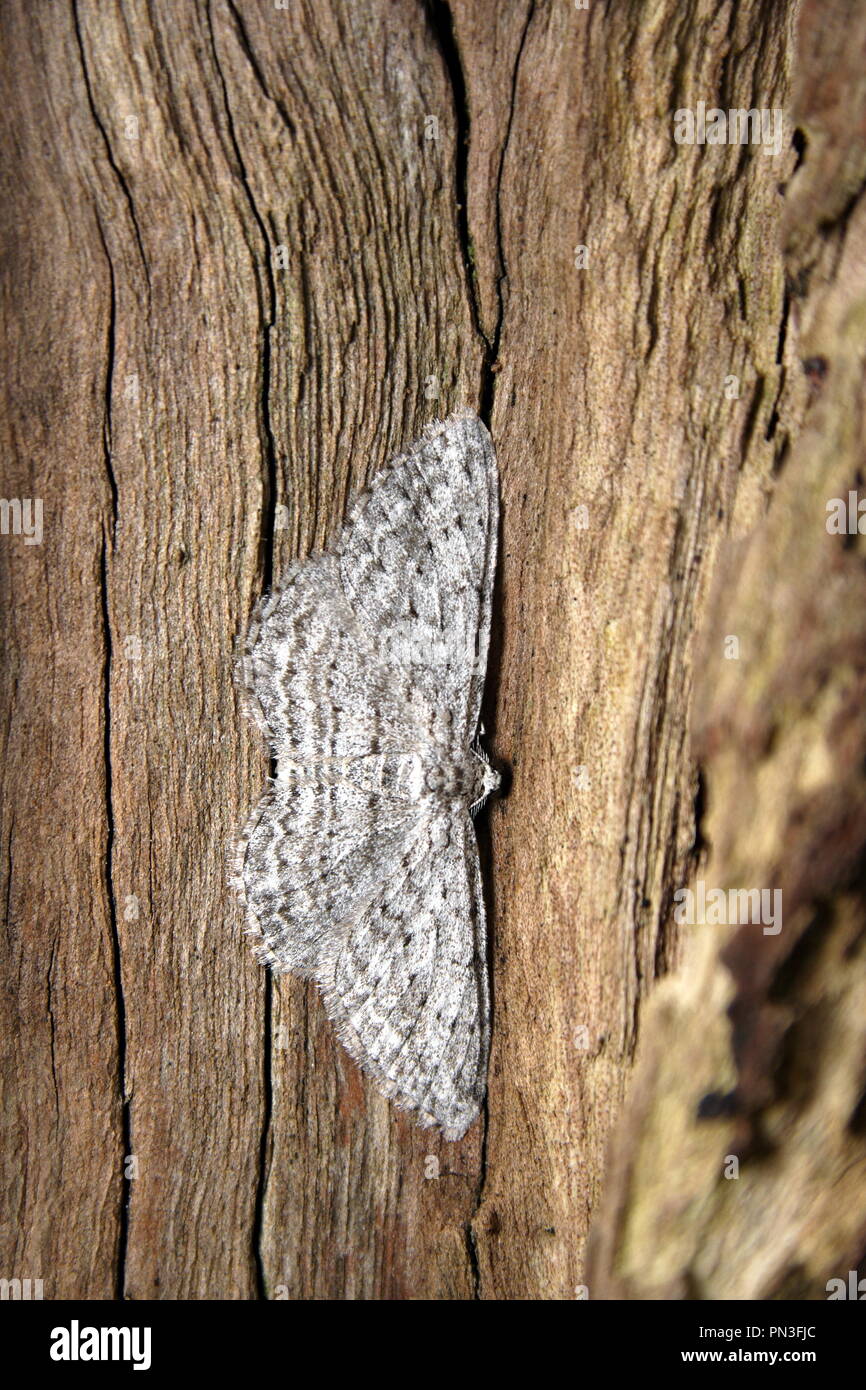 Flat Moth on a Tree Trunk Stock Photo - Alamy
