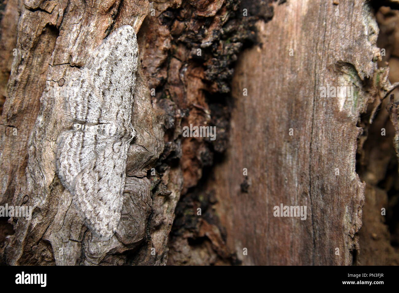 Flat Moth Camouflaged on a tree stump Stock Photo - Alamy