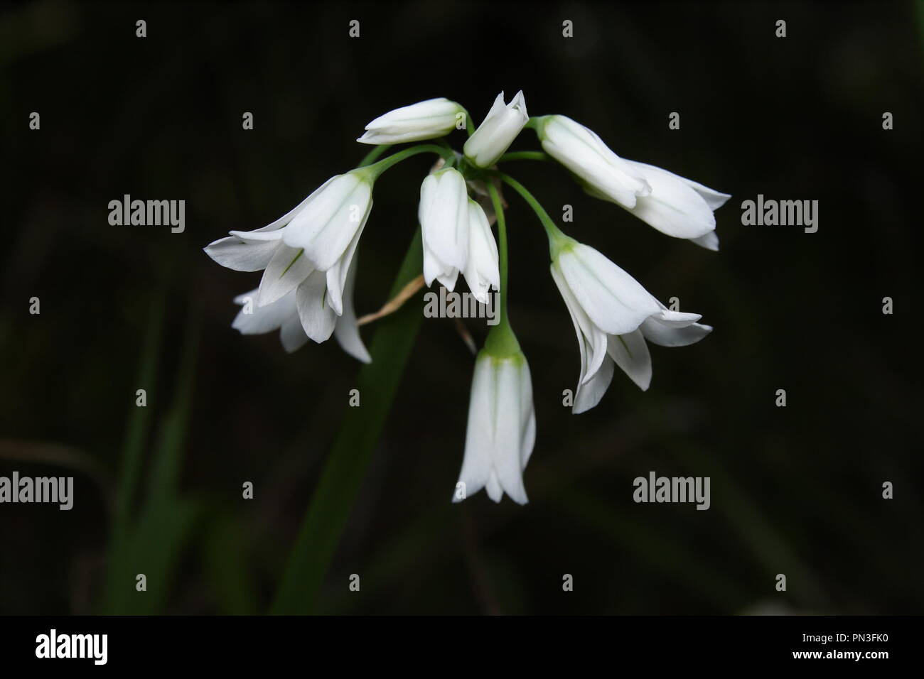 Wild Narcissus Flower Stock Photo - Alamy