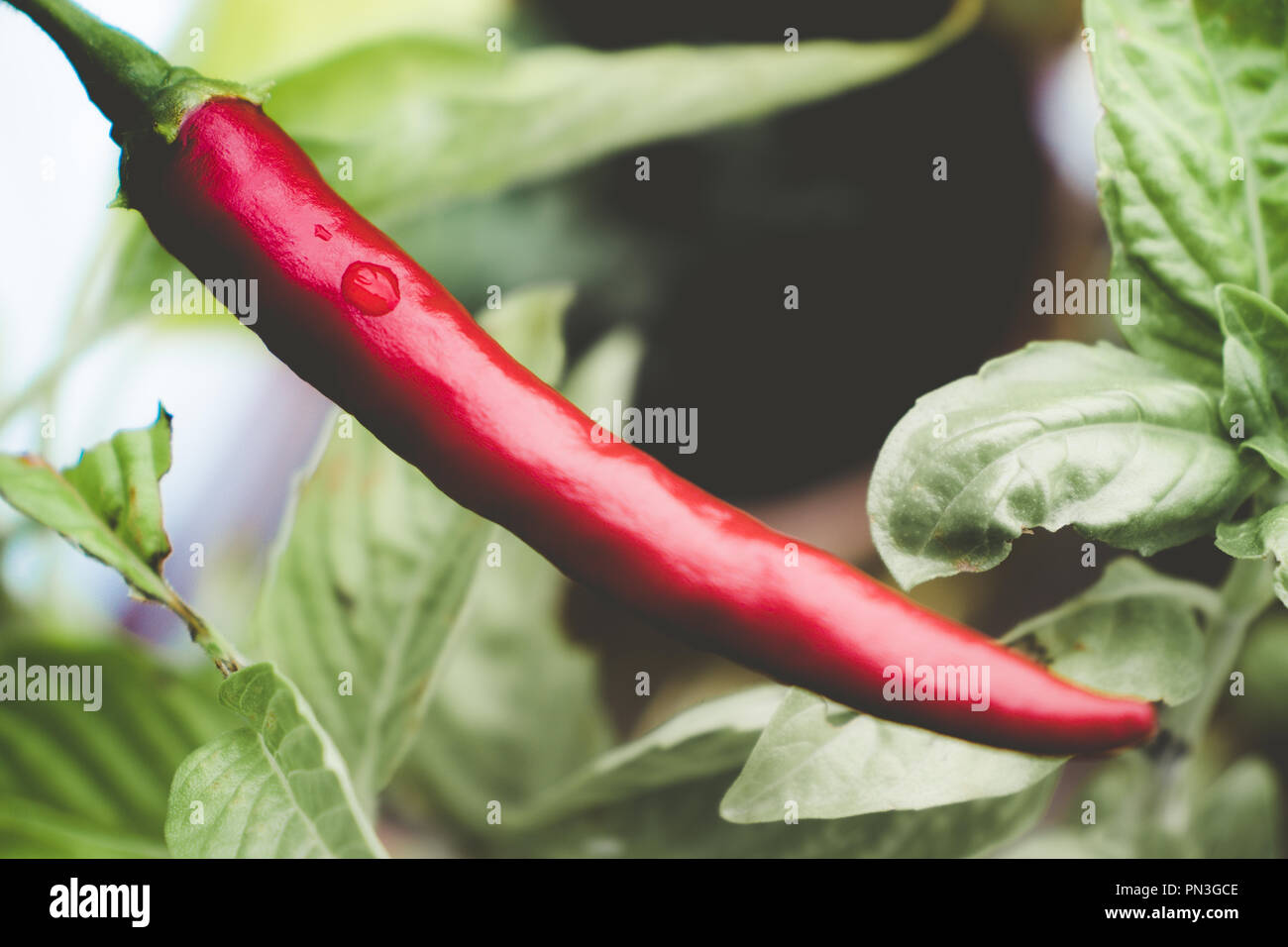 Single chili pepper red hot raw ripe spice vegetable growing plant bush ...