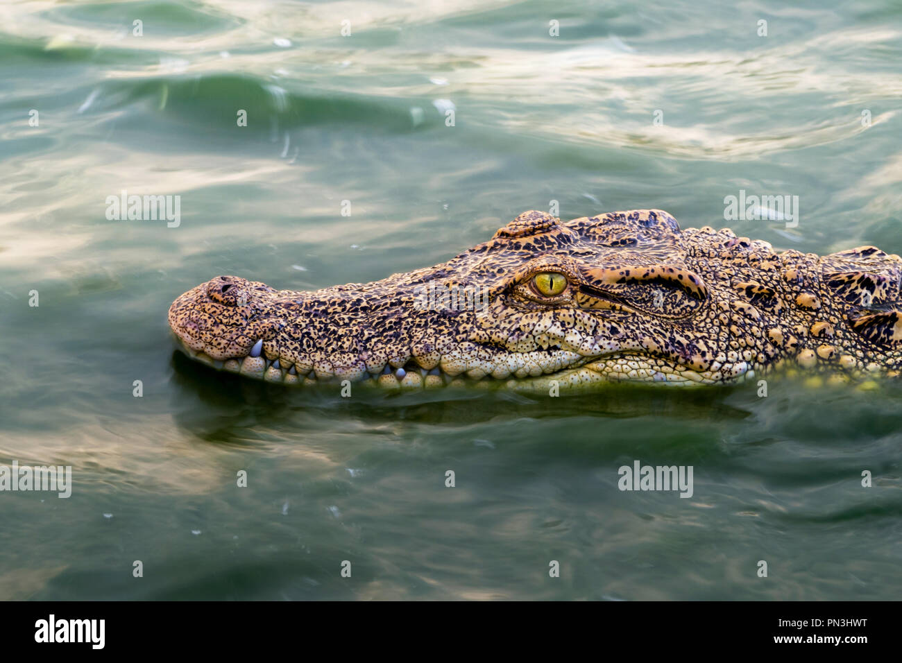 wildlife crocodile floating on the water and waiting to hunt an animal ...