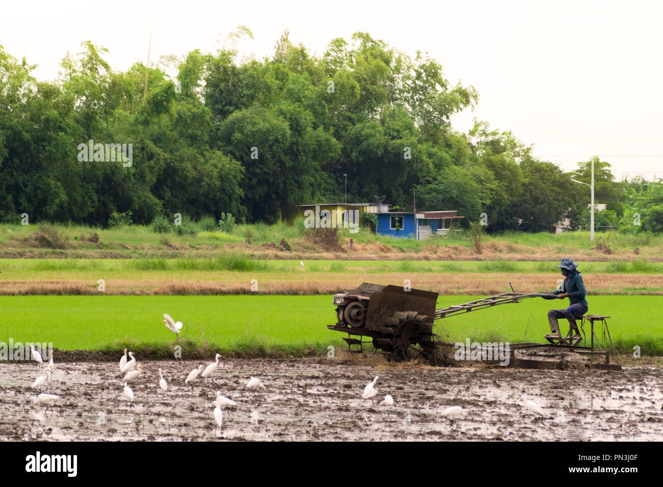 Tractor plowing rice paddy hi-res stock photography and images - Alamy
